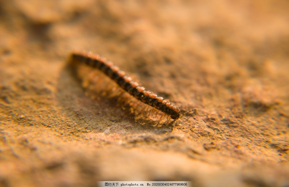 千足虫图片_动物昆虫_自然风景-图行天下素材网